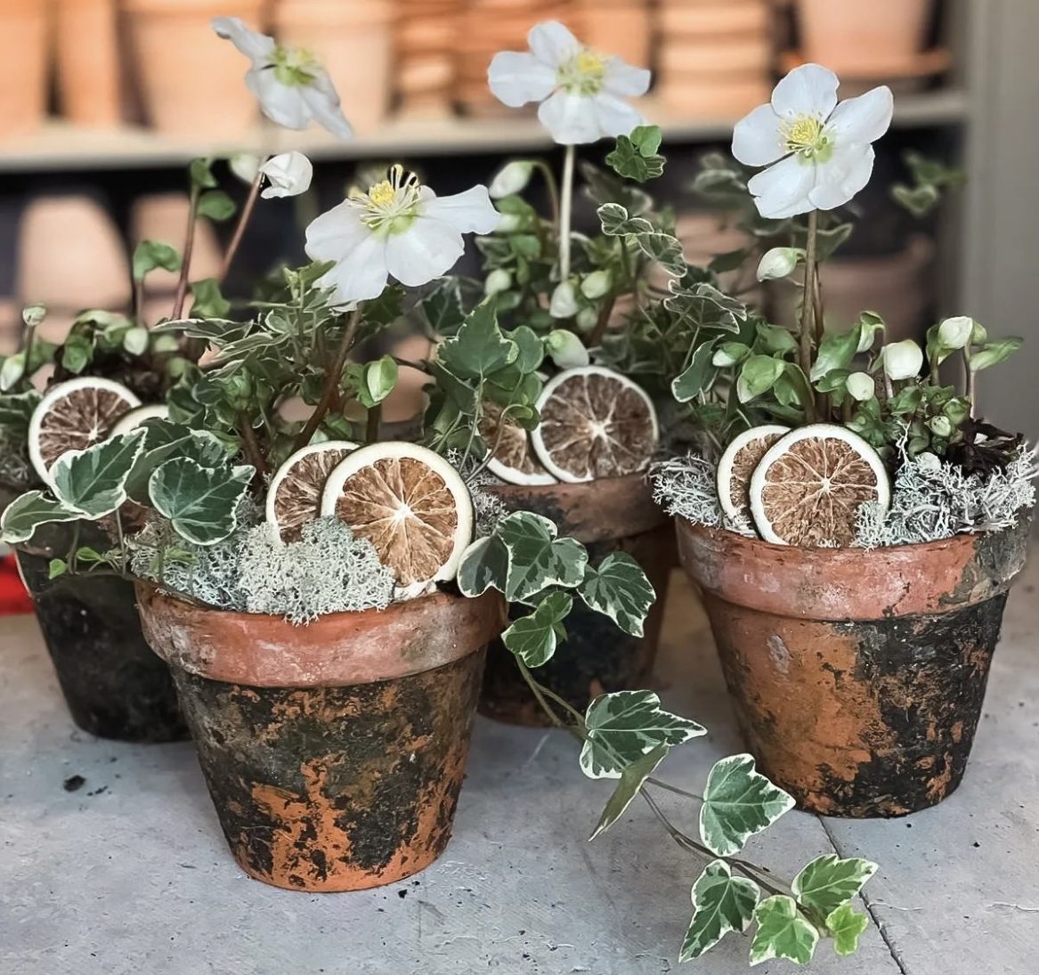 Här är årets trendigaste julblommor | Ringen Centrum